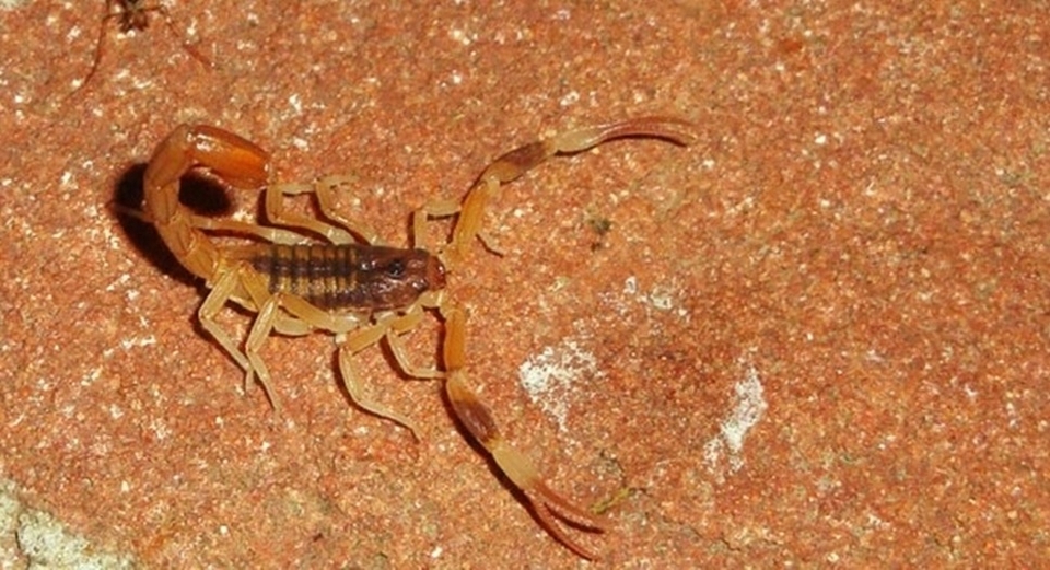 Invasión de alacranes en Alto de Sierra