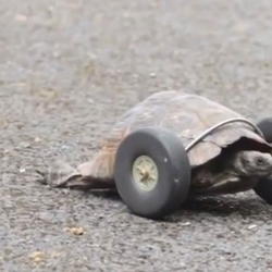 Conocé a la tortuga sobre ruedas