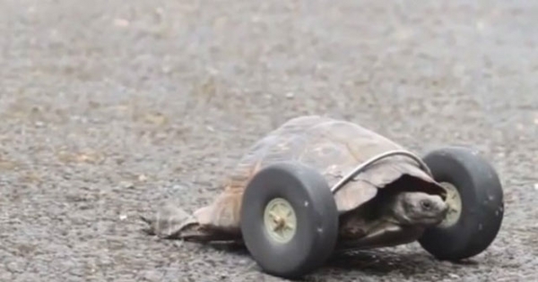 Conocé a la tortuga sobre ruedas