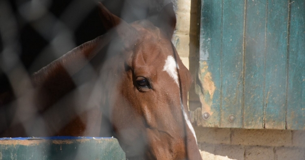 La enfermedad que mata caballos se transmite por mosquitos y no se ...