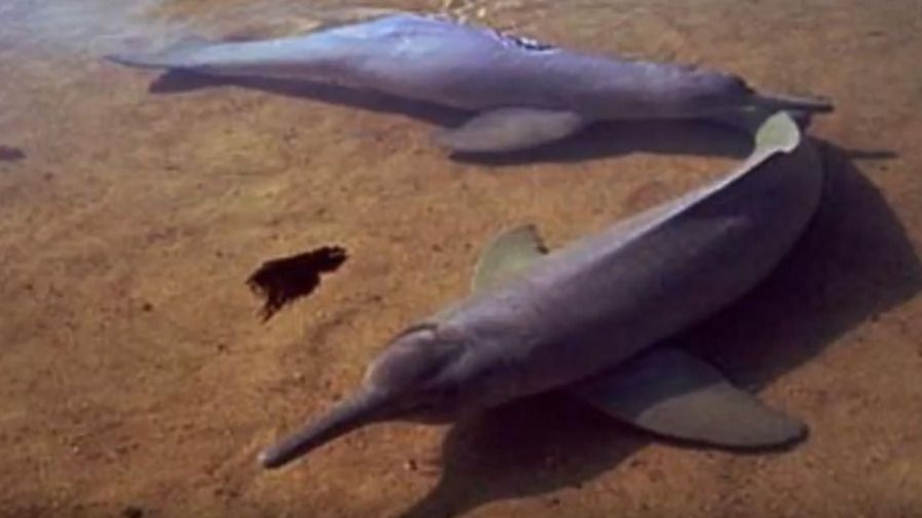 Estos son los cinco animales que se extinguieron en los últimos años