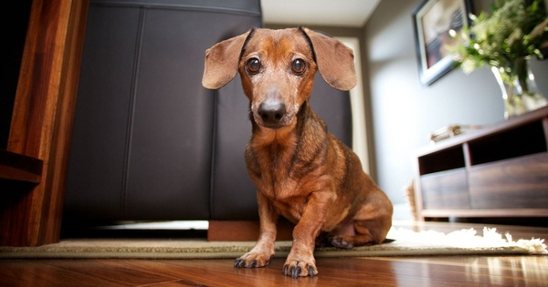 10 consejos para cuidar tu hogar si viven mascotas en ella